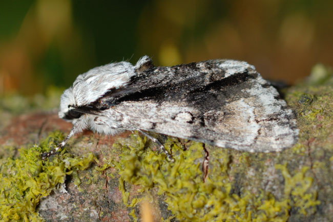 Median Farm Moth Survey
