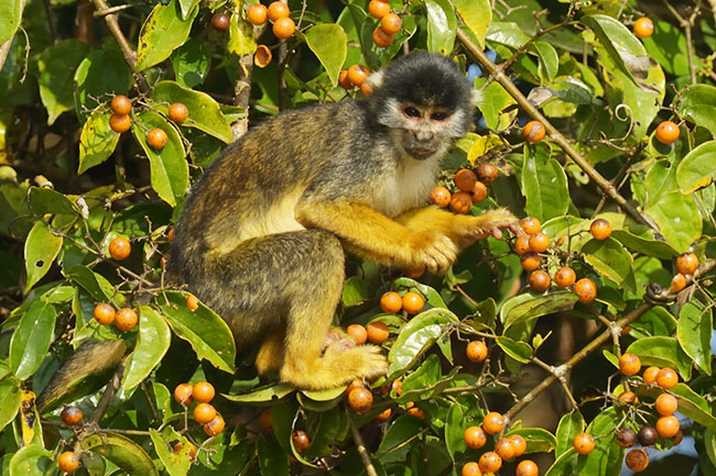 Wildlife of the Amazon Rainforest
