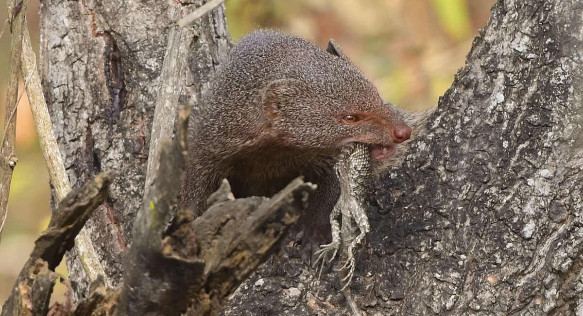 Western Ghats Trip Report February 2024